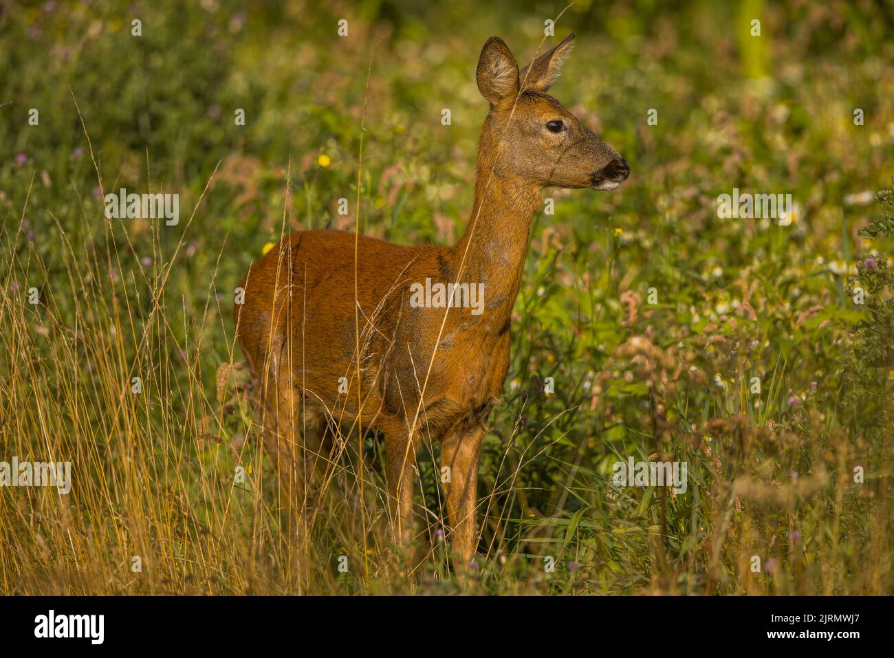 With captured roe deer hi-res stock photography and images - Alamy