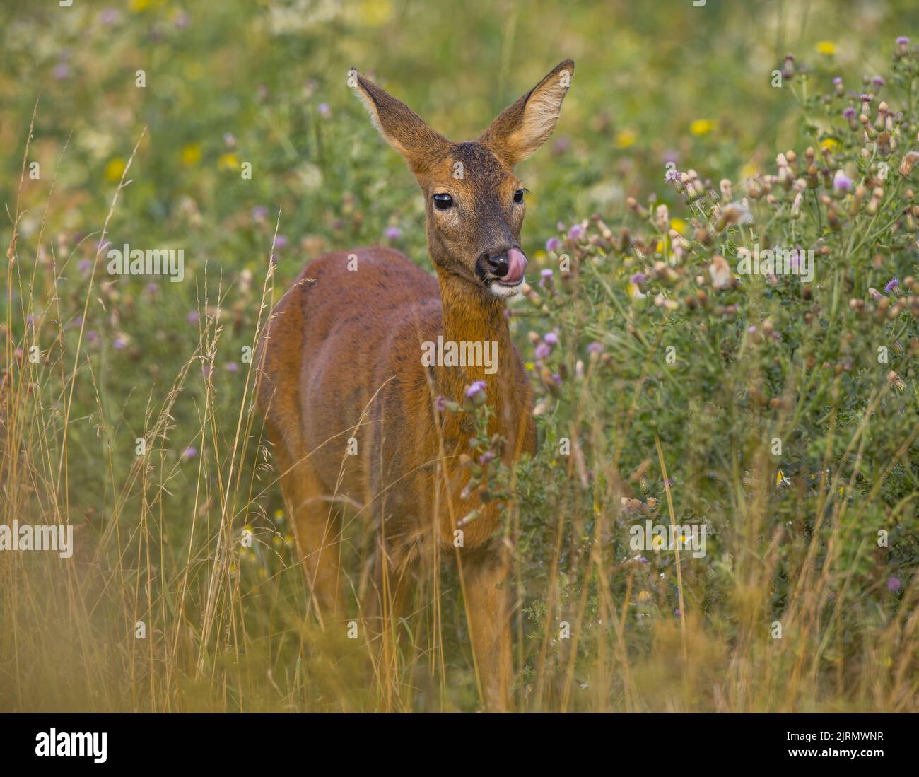 Roe deer captured on canon r5 hi-res stock photography and images - Alamy