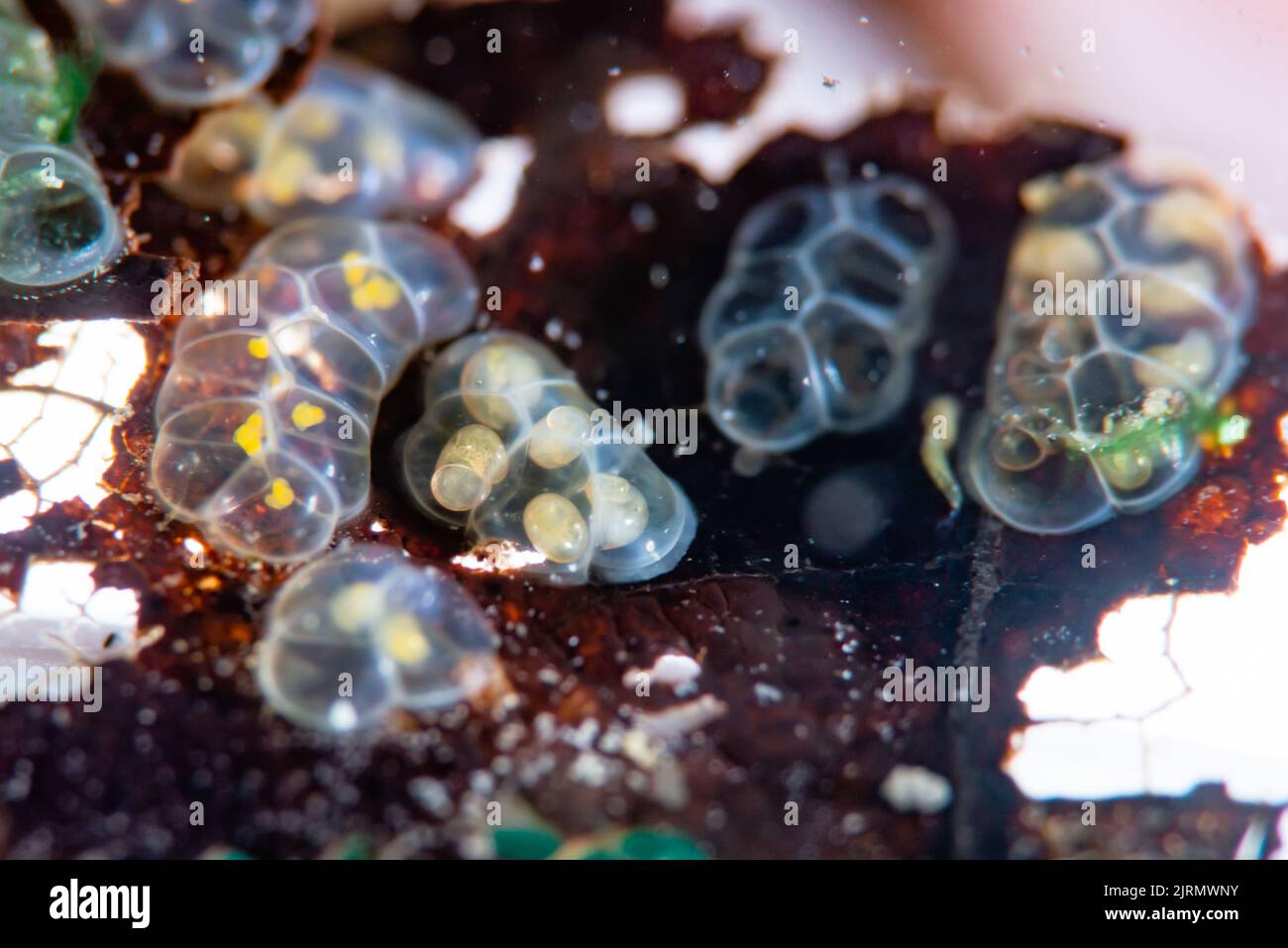 Snail eggs hi-res stock photography and images - Alamy