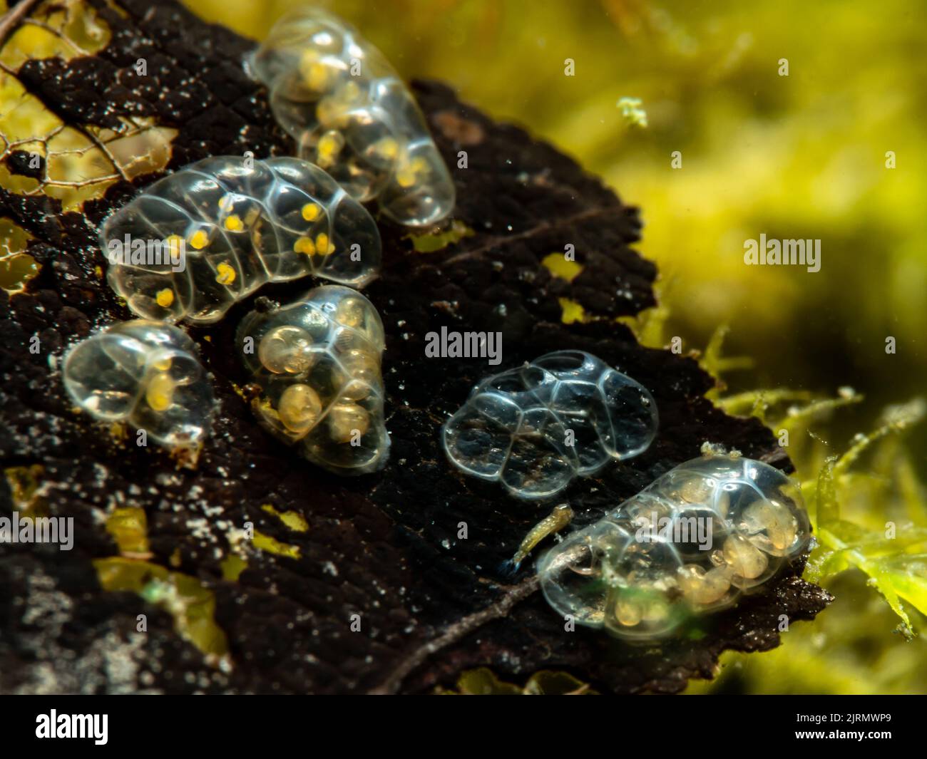 Snail eggs hi-res stock photography and images - Alamy