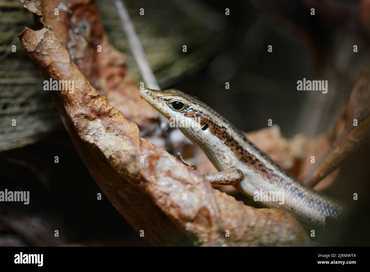 The Seychelles skink (Trachylepis seychellensis) lizard endemic to the ...