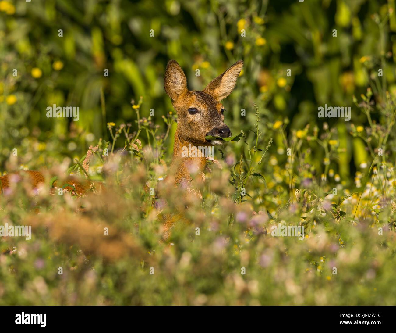 Roe deer captured on canon r5 hi-res stock photography and images - Alamy