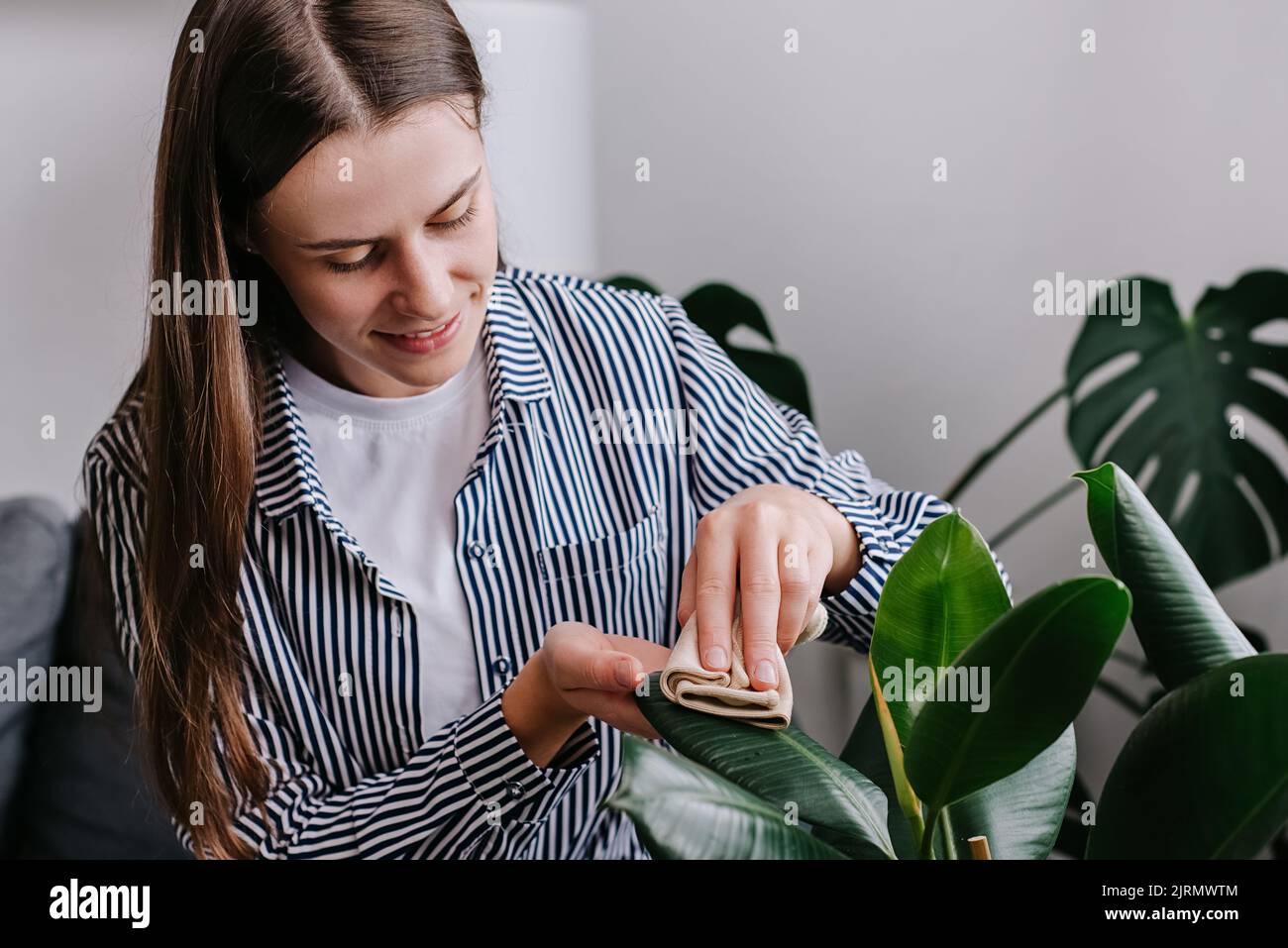 Close up of smiling young woman wiping dust from big green leaves of ...