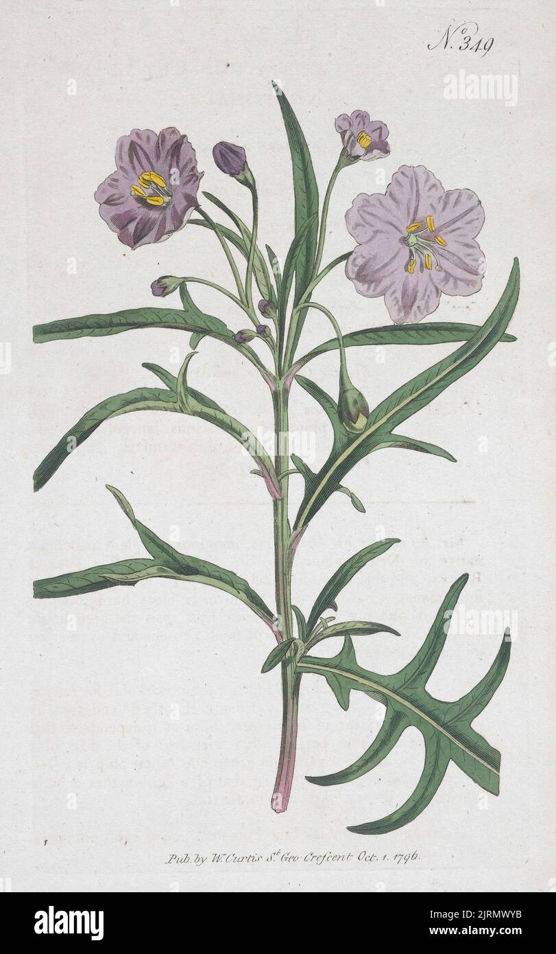 Solanum laciniatum, 1796, England, maker unknown Stock Photo - Alamy