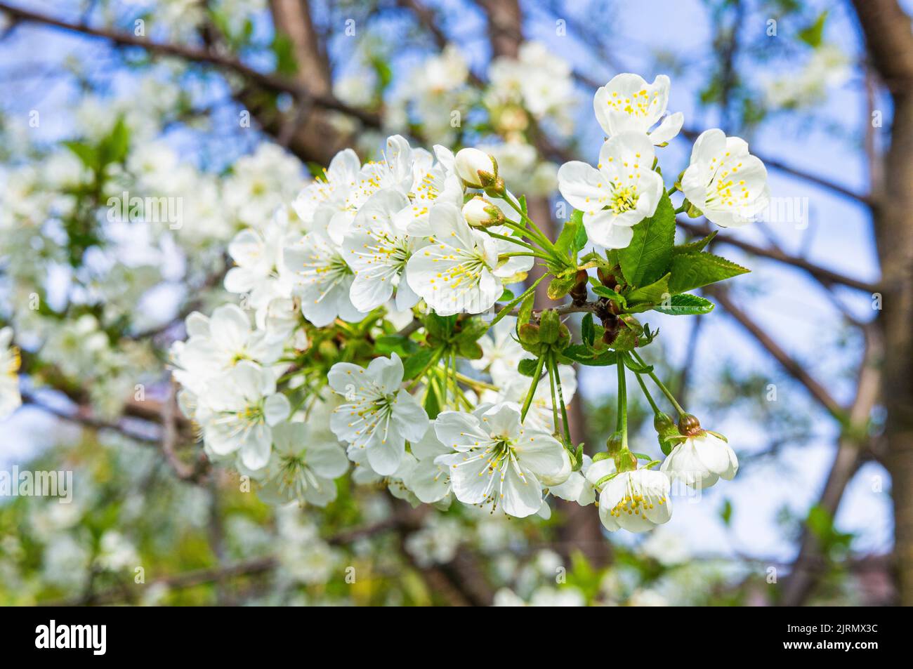 Sour cherry flowering prunus cerasus hi-res stock photography and ...