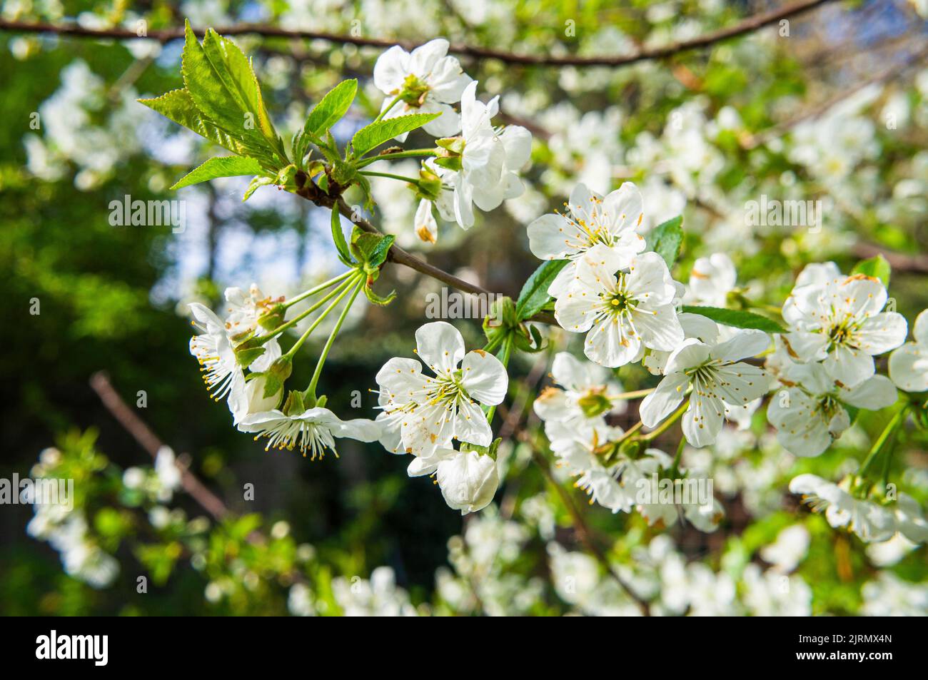 Sour cherry flowering prunus cerasus hi-res stock photography and ...