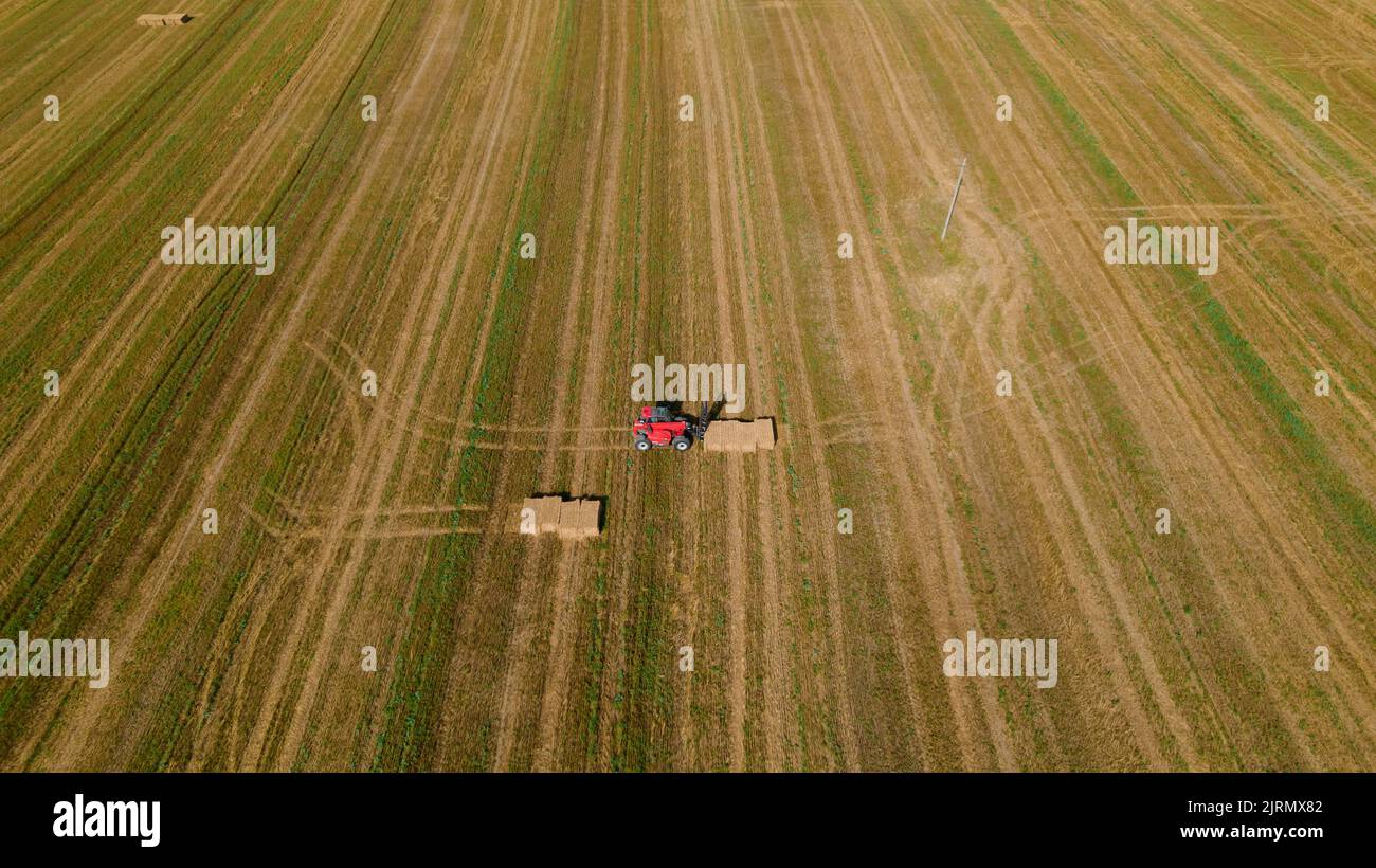 Tractor collects pressed bricks of hay. Briquettes with hay Stock Photo ...