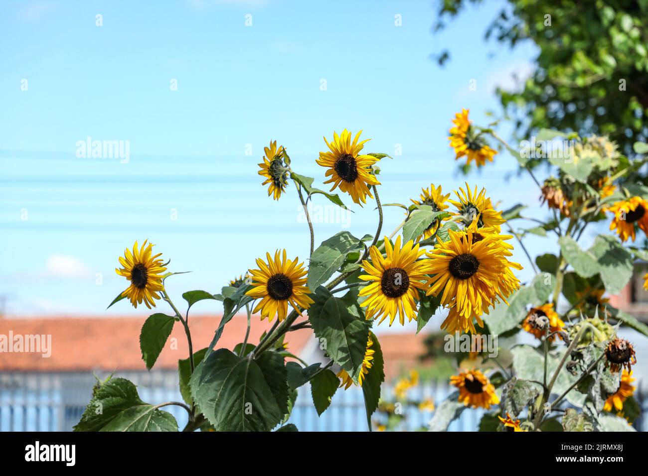Plant with several sunflowers, of different sizes, shapes and senses ...