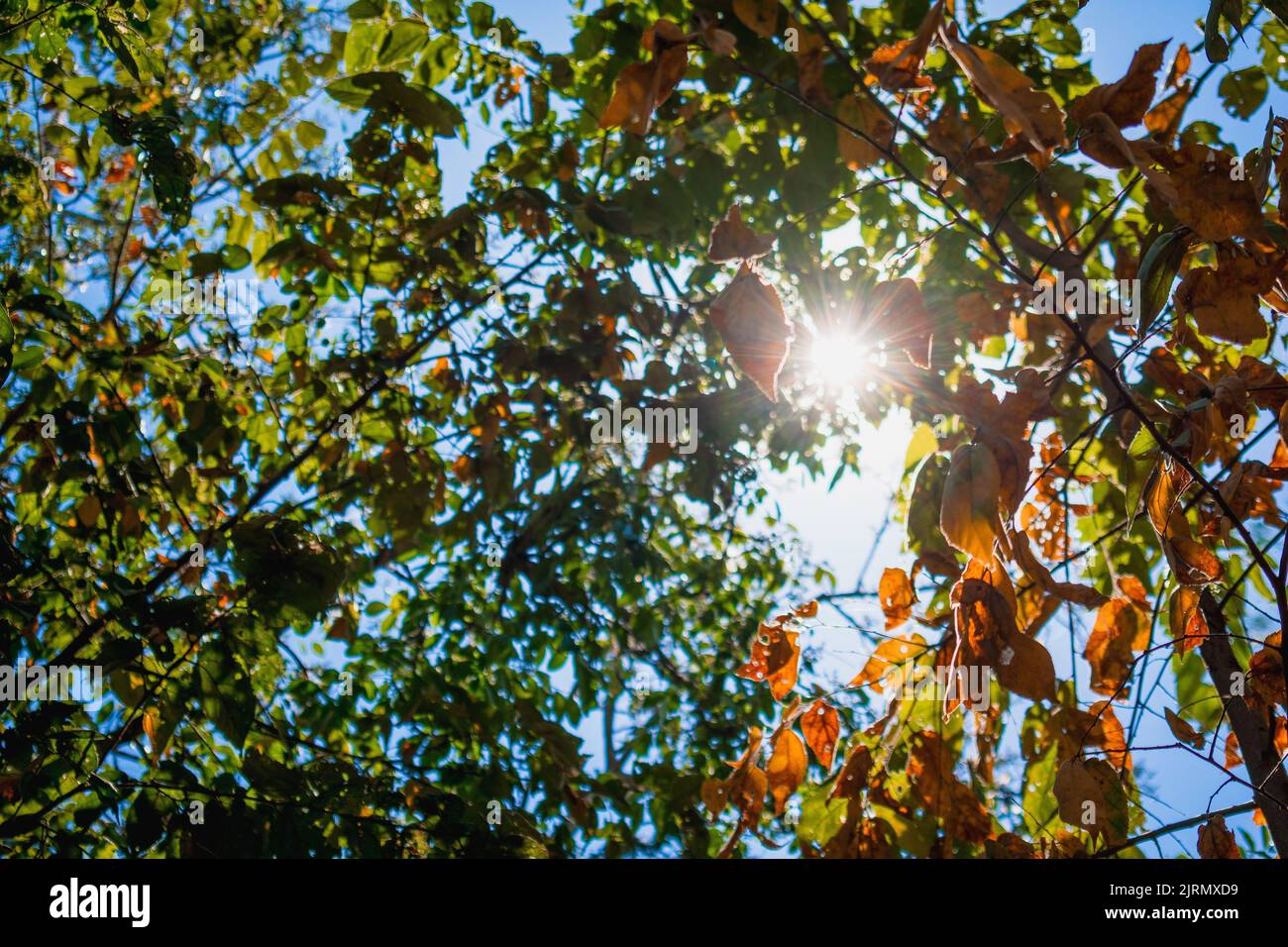 A low angle of sun rays falling on tree leaves Stock Photo - Alamy