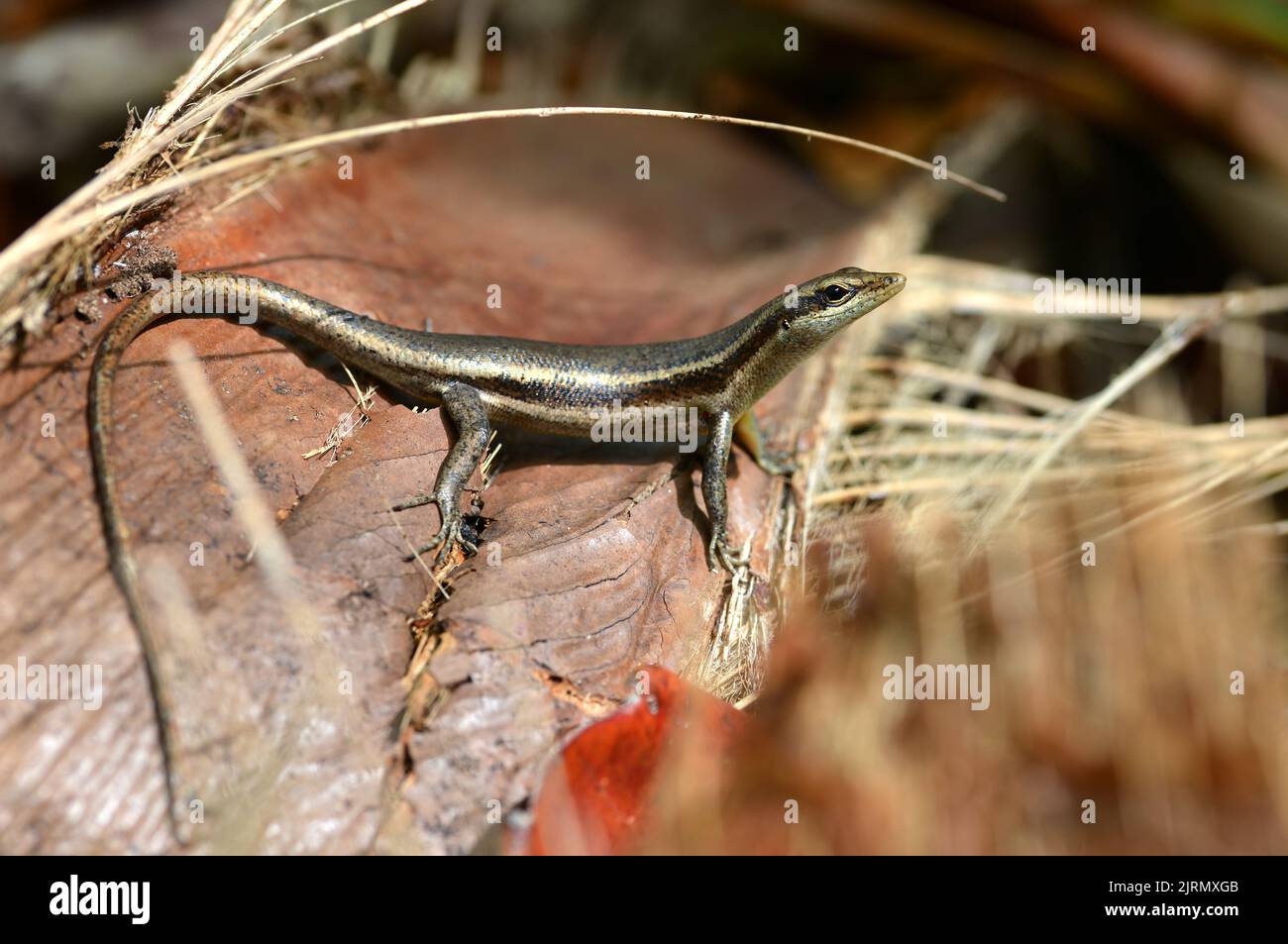 The Seychelles skink (Trachylepis seychellensis) lizard endemic to the ...