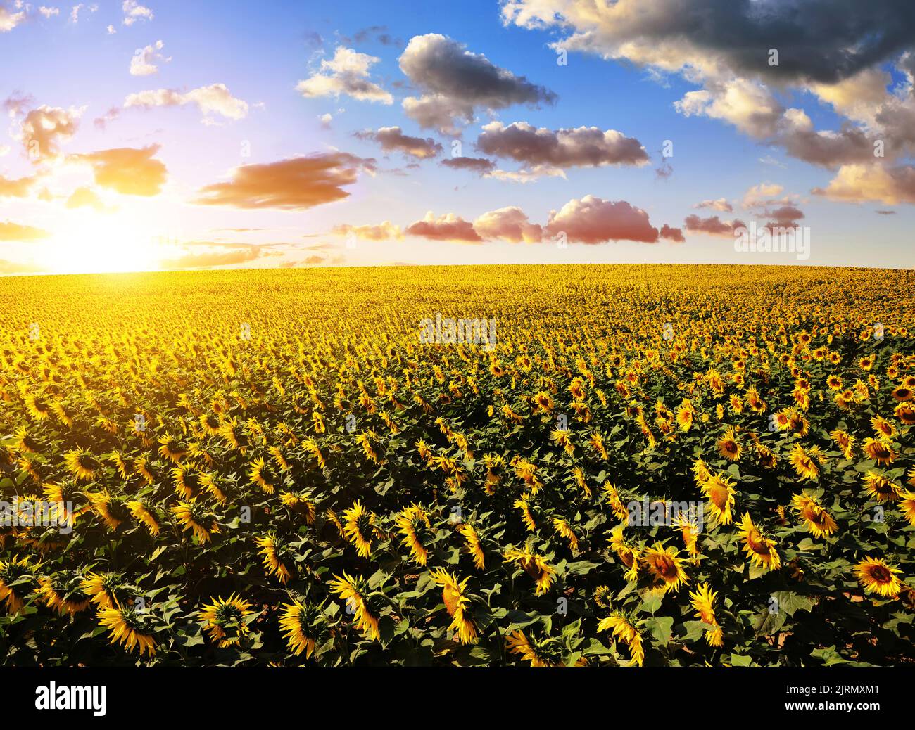 Sunflower spring hi-res stock photography and images - Alamy