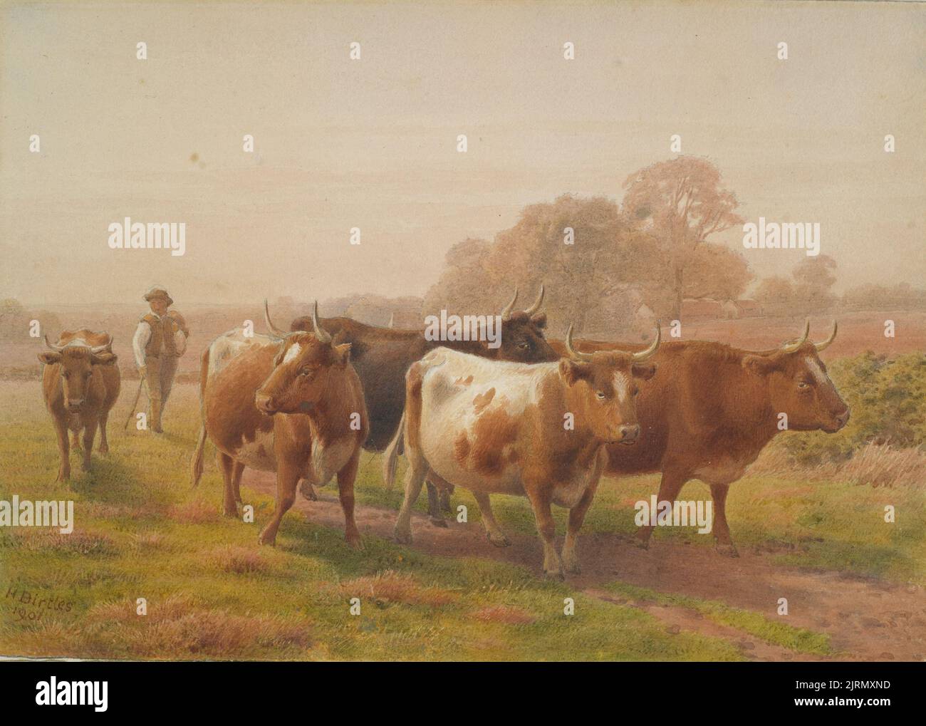 Cows in landscape, 1901, United Kingdom, by Henry Birtles. Gift of ...