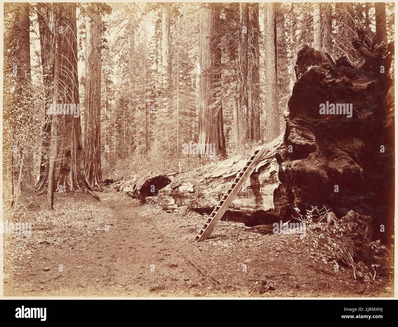 Calaveras grove father of the forest hi-res stock photography and ...