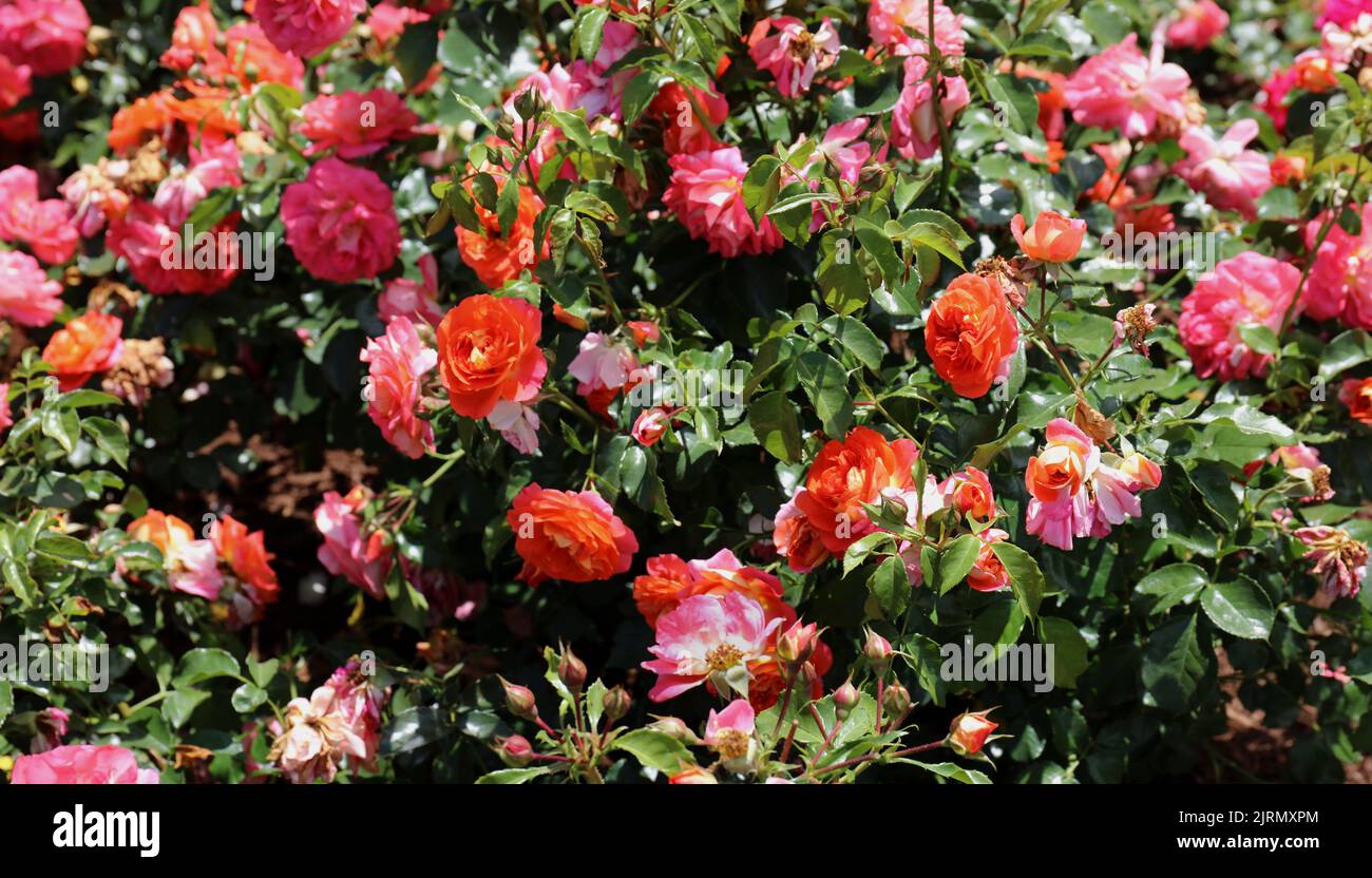 Grimm brother fairytale roses hi-res stock photography and images - Alamy
