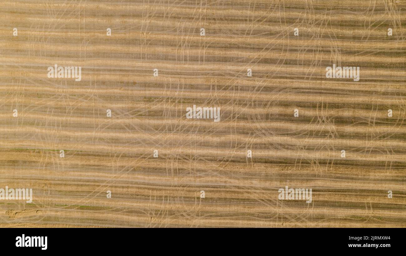 Empty field after harvesting, many traces of wheeled cleaning equipment ...