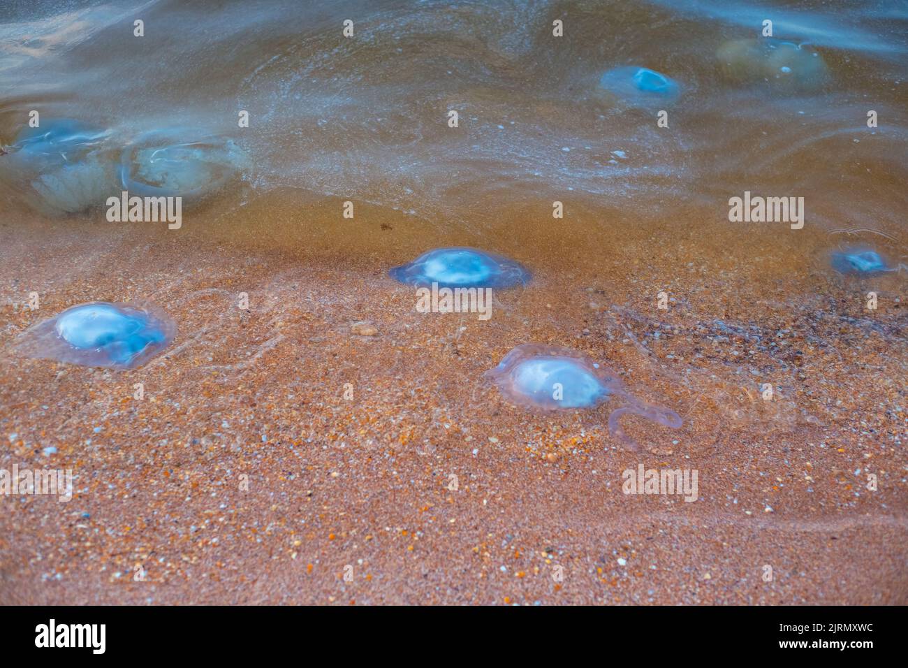 A lot of blue transparent jellyfish thrown ashore by the wave and ...