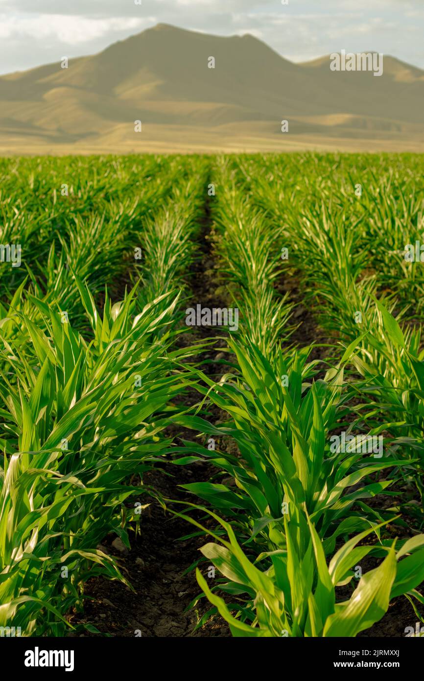 Green cornfield with village and mountain in the background. Taken in ...