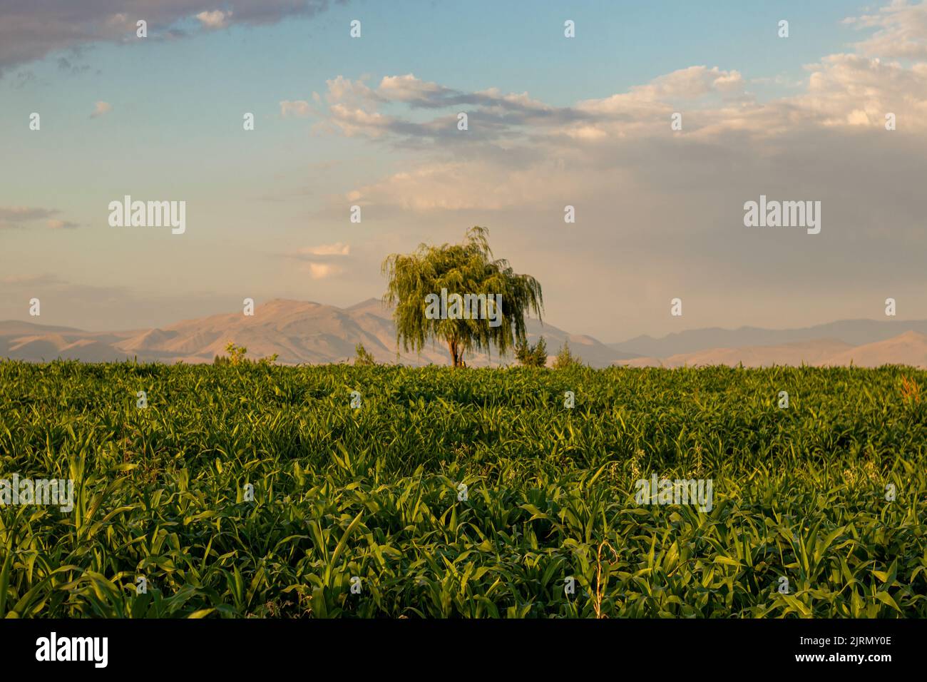 Green cornfield with a mountain and a tree in the background. Shot in ...