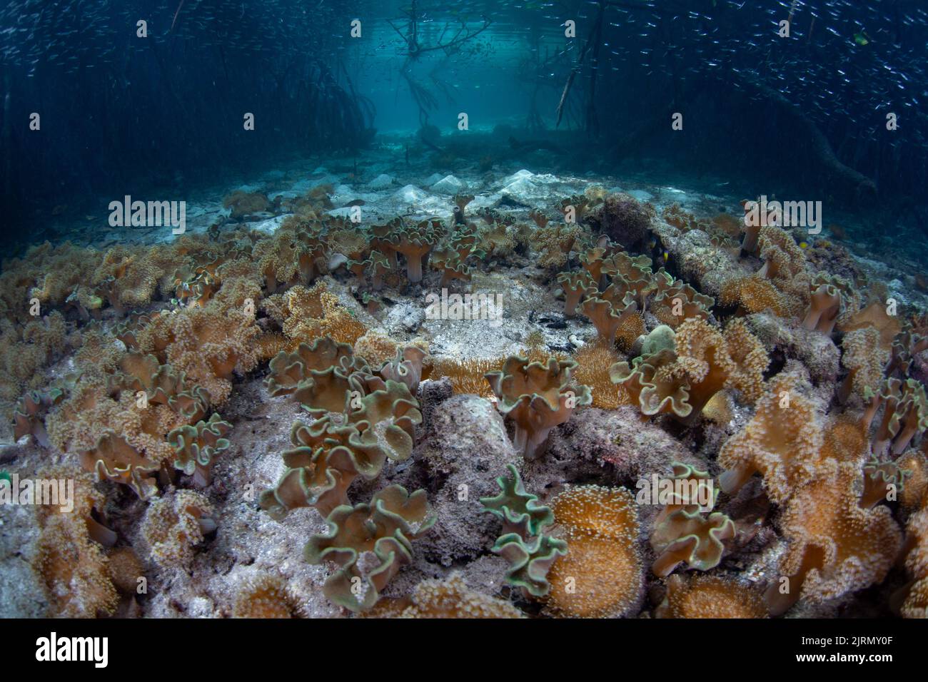Soft leather corals grow on the floor of a mangrove forest in Raja ...