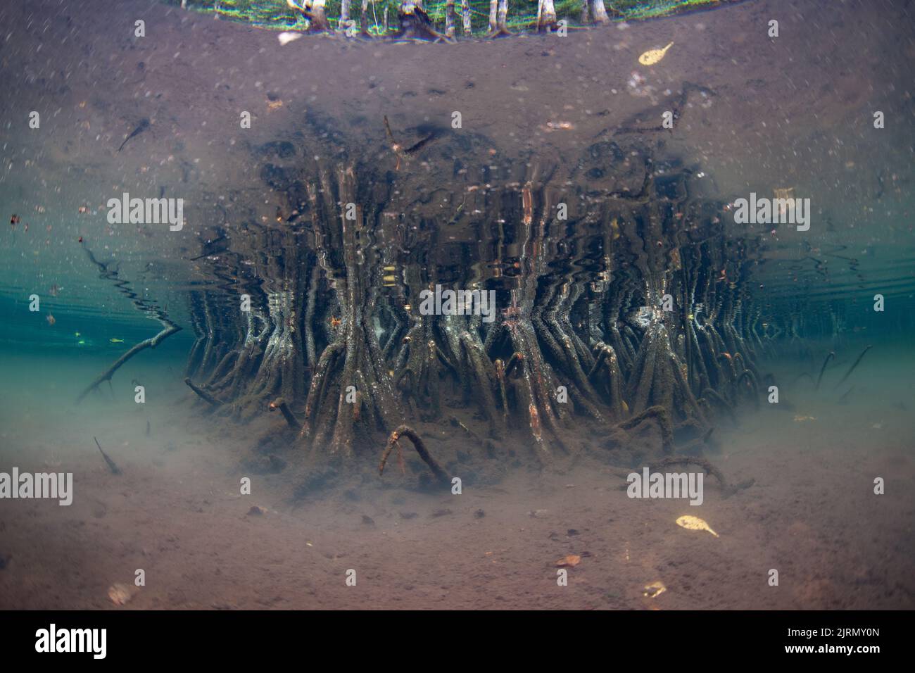 Mangrove roots stretch underwater, supporting trees above the waterline ...