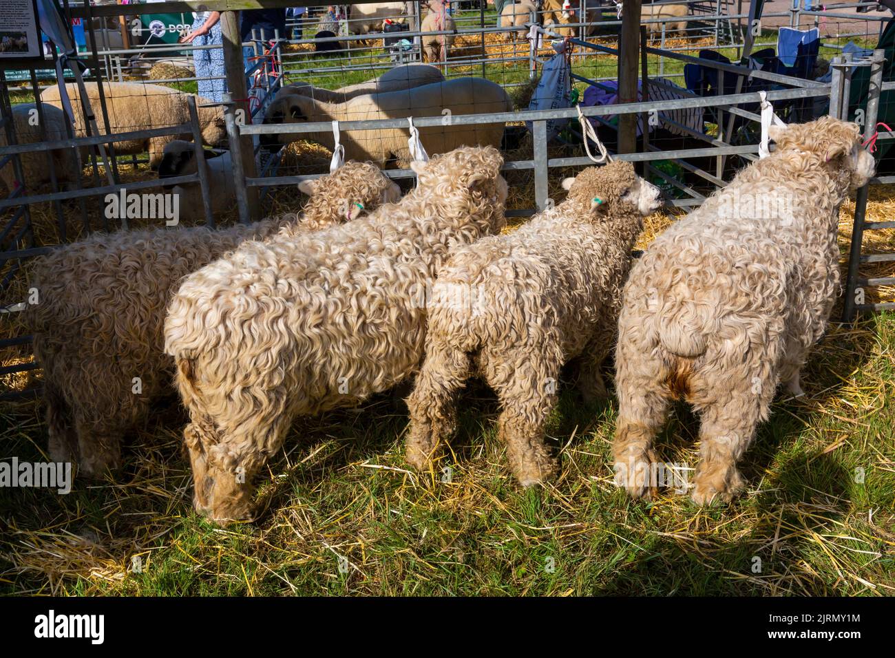 Cornwall longwool sheep hi-res stock photography and images - Alamy