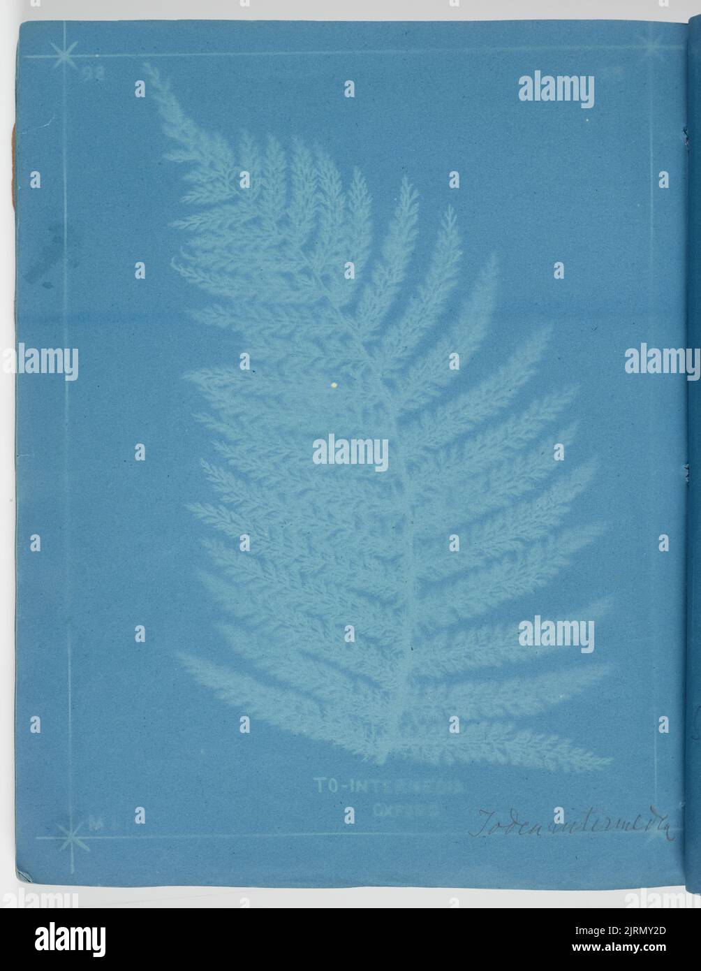Todea intermedia, Oxford. From the album: New Zealand ferns. 167 ...