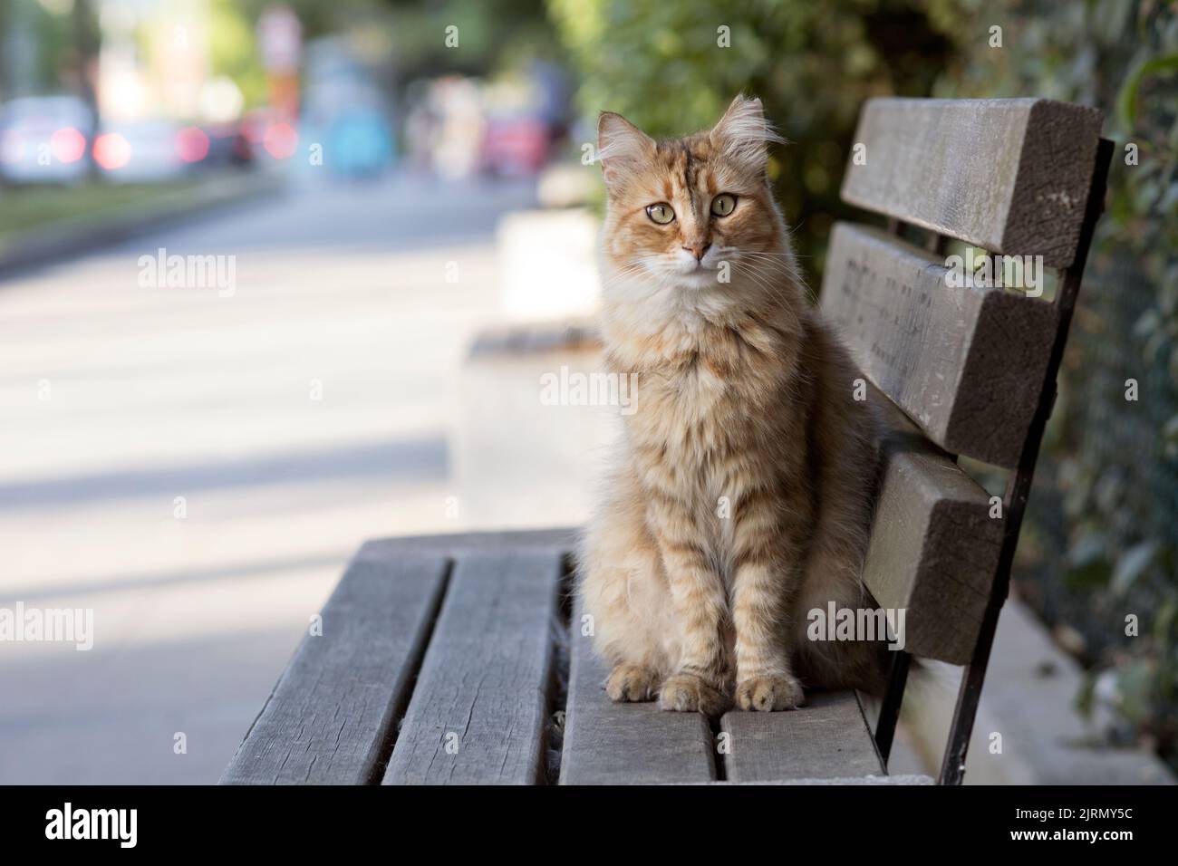 Slanted eye tabby cat outdoors in front portrait, sitting upright on a ...