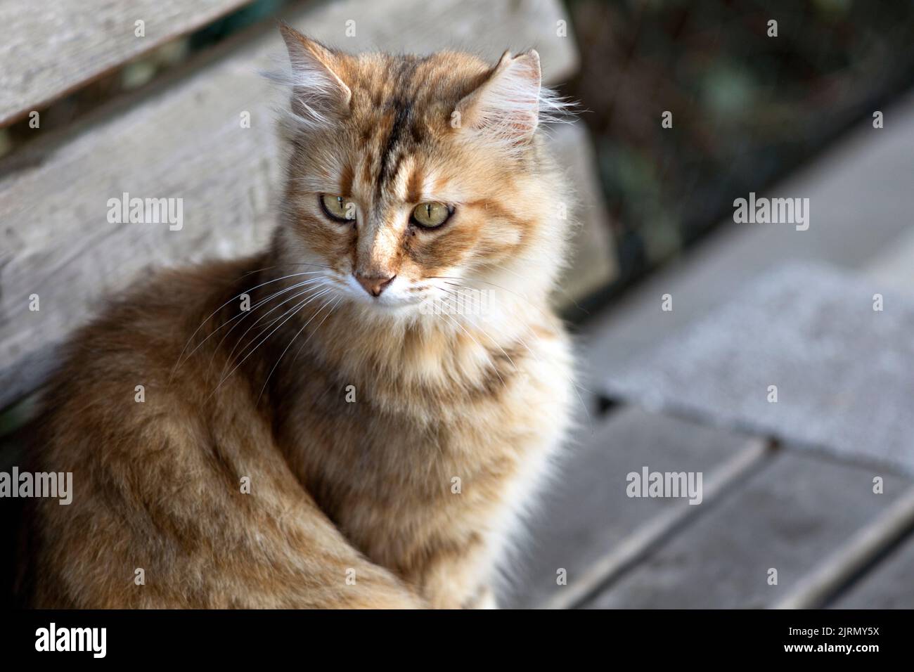 Adorable furry tabby stray cat looking away in high angle view head and ...