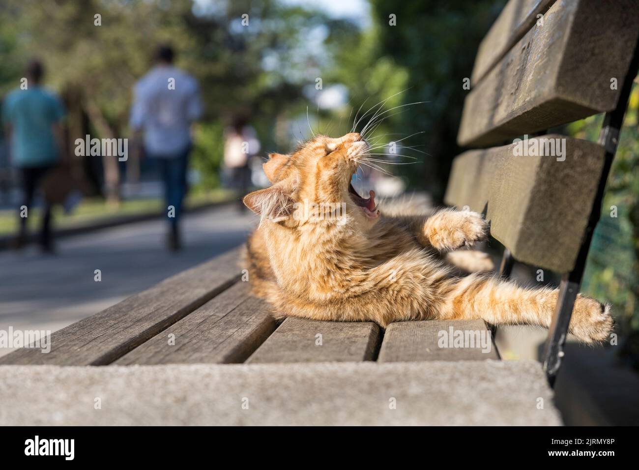 Stray tabby cat comfortably lying and yawning in the afternoon sun, on ...