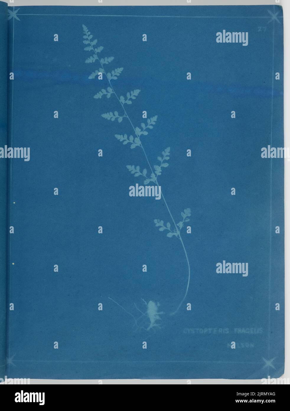 Fern catalogue hi-res stock photography and images - Alamy