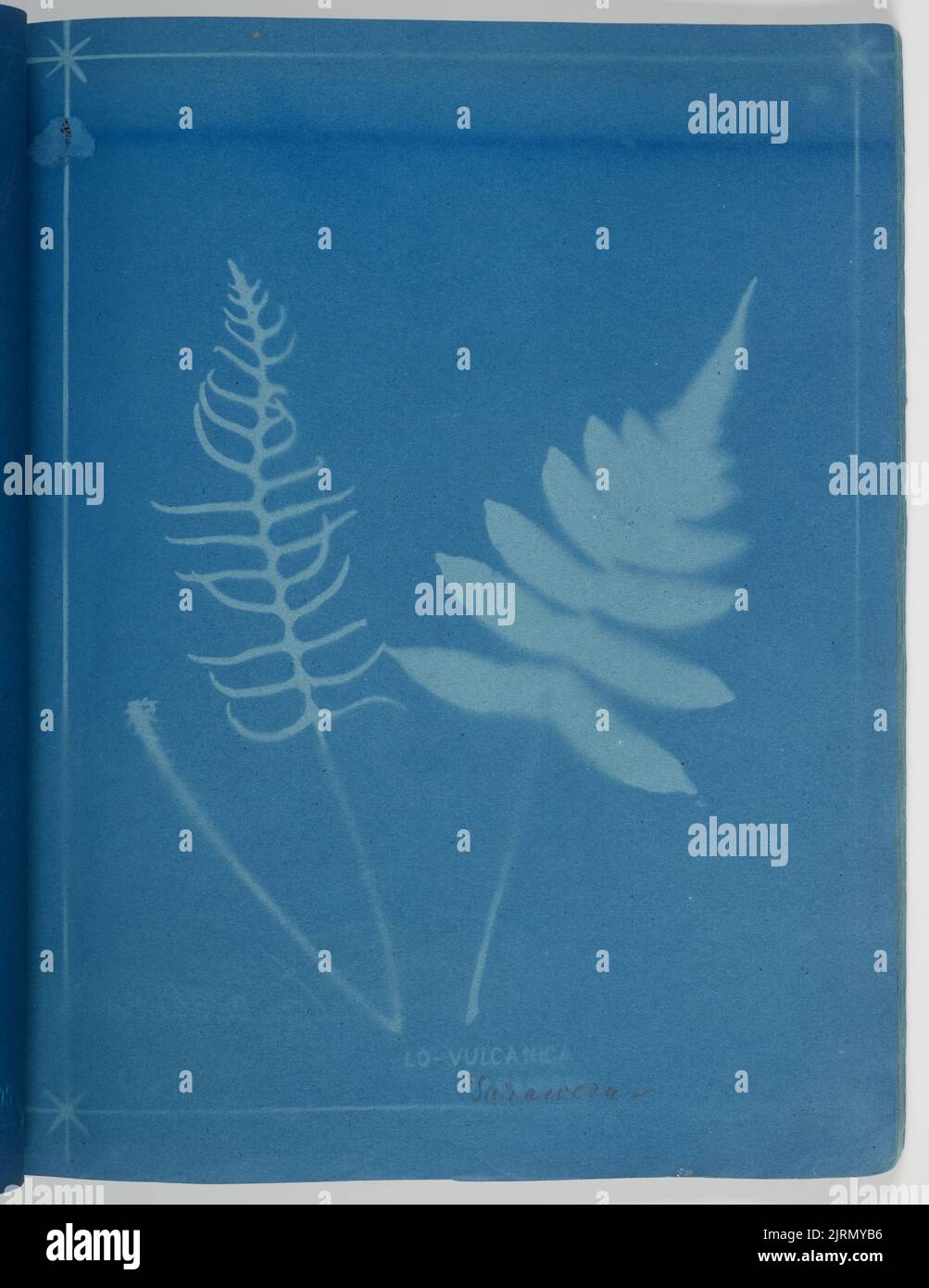 Lomaria vulcanica. From the album: New Zealand ferns. 167 varieties ...