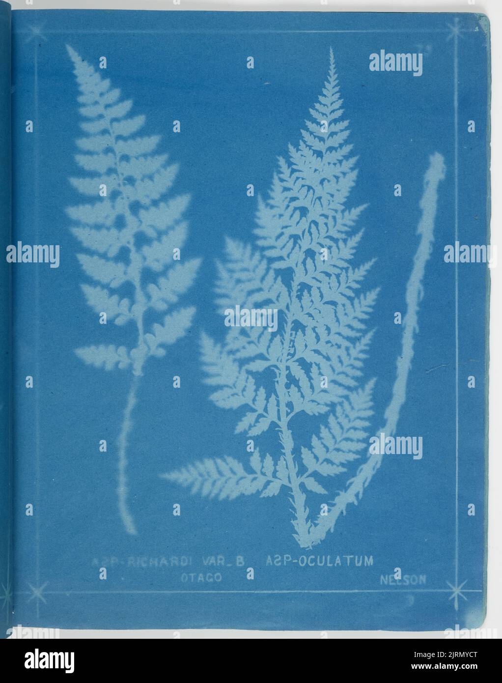 Aspidium richardi var-B, Otago and aspidium oculatum, Nelson. From the ...