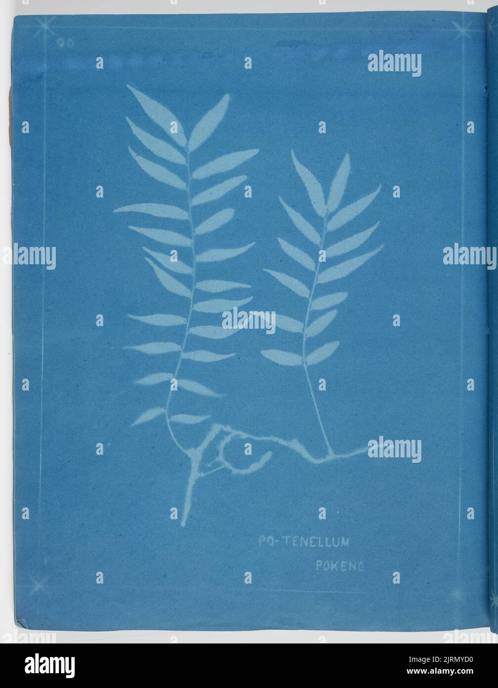 Polypodium tenellum hi-res stock photography and images - Alamy