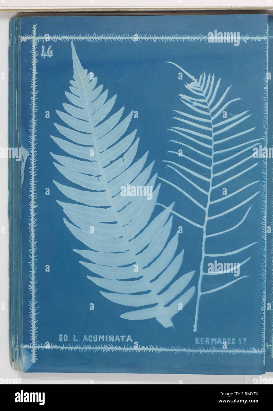 New zealand ferns 172 varieties ferns hi-res stock photography and ...