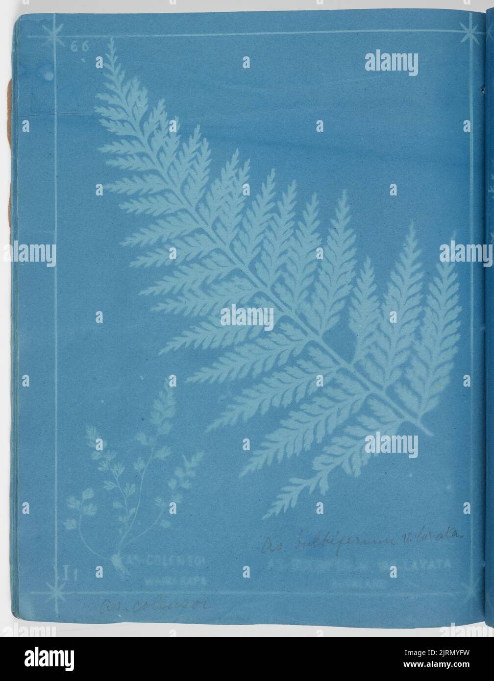 Asplenium colensoi, Wairarapa and asplenium bulbiferum v. laxata ...