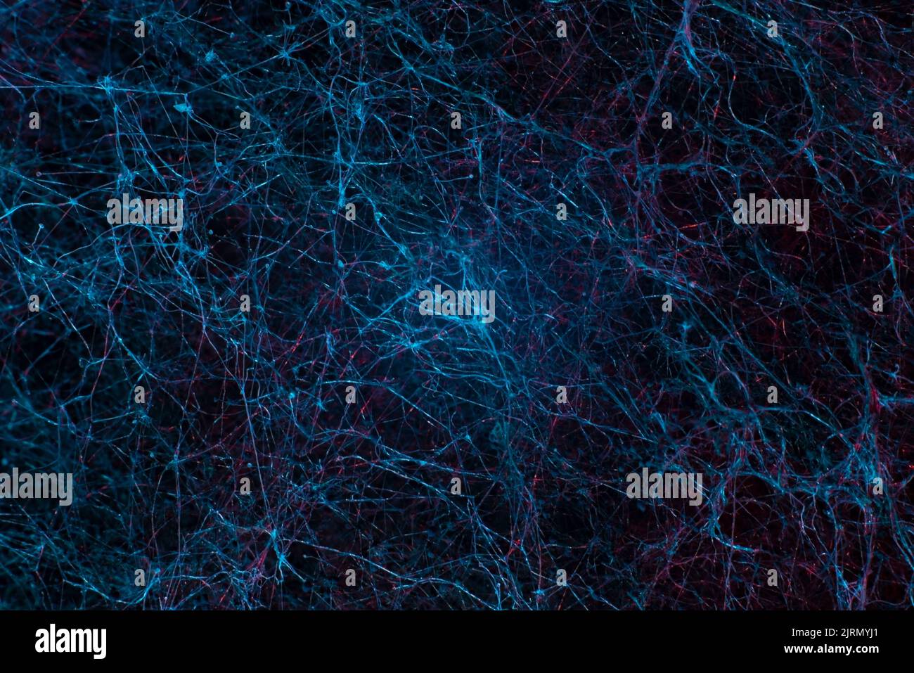 blue texture network abstraction natural mycelium mold neurons Stock ...