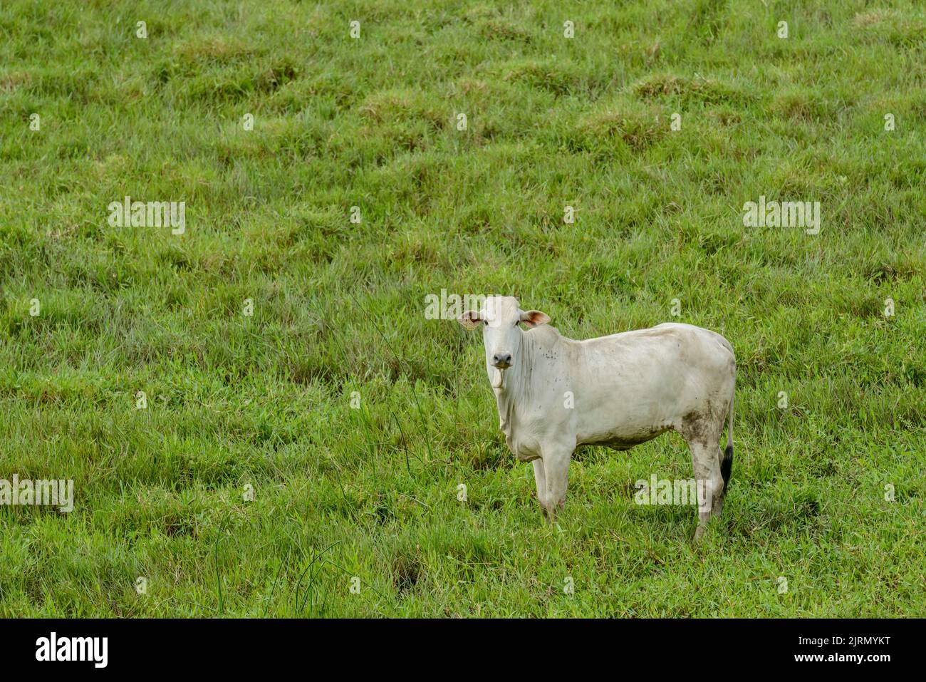 Brazil livestock farmer hi-res stock photography and images - Alamy