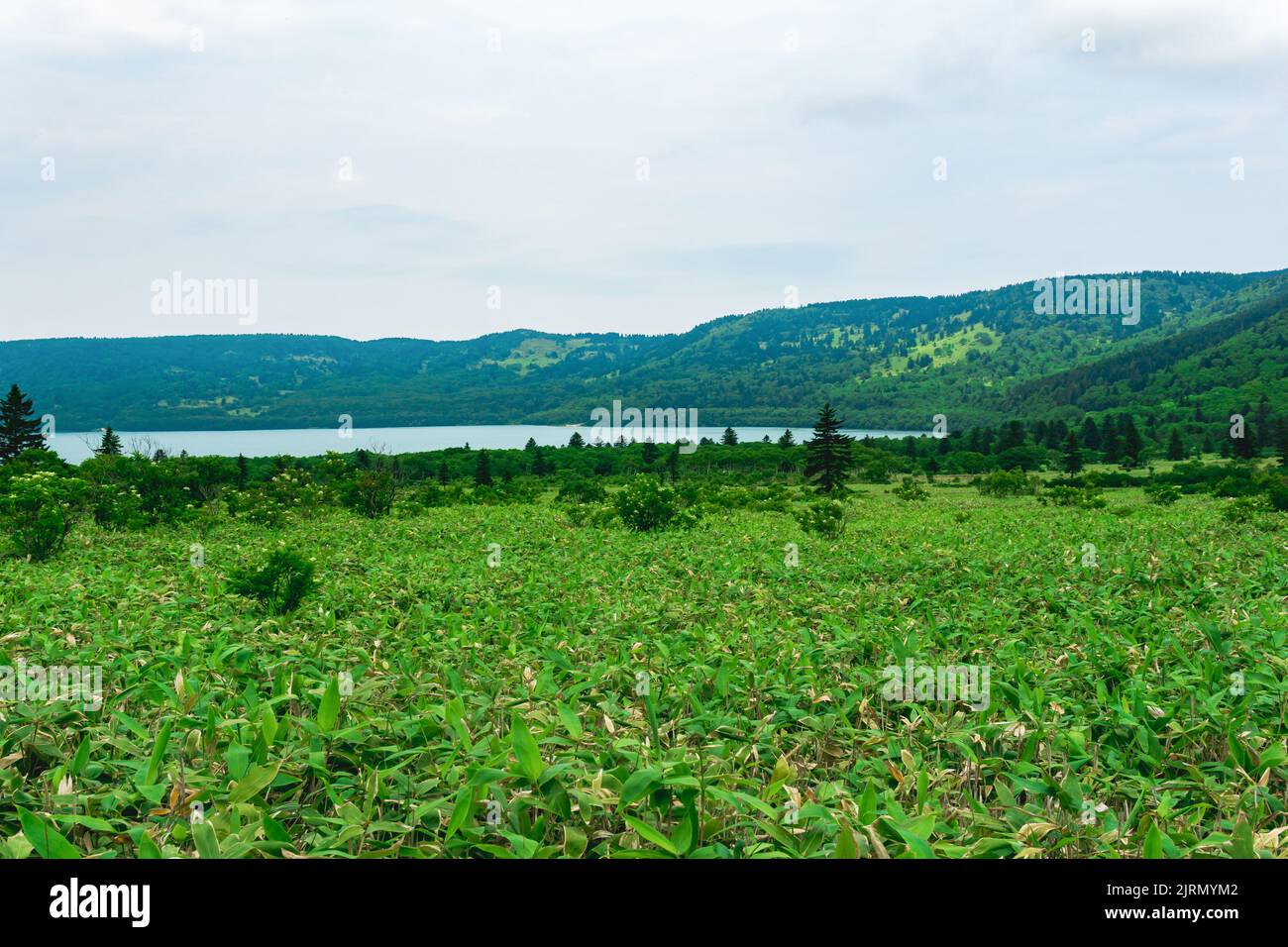 natural landscape of Kunashir island, view of the Golovnin volcano ...