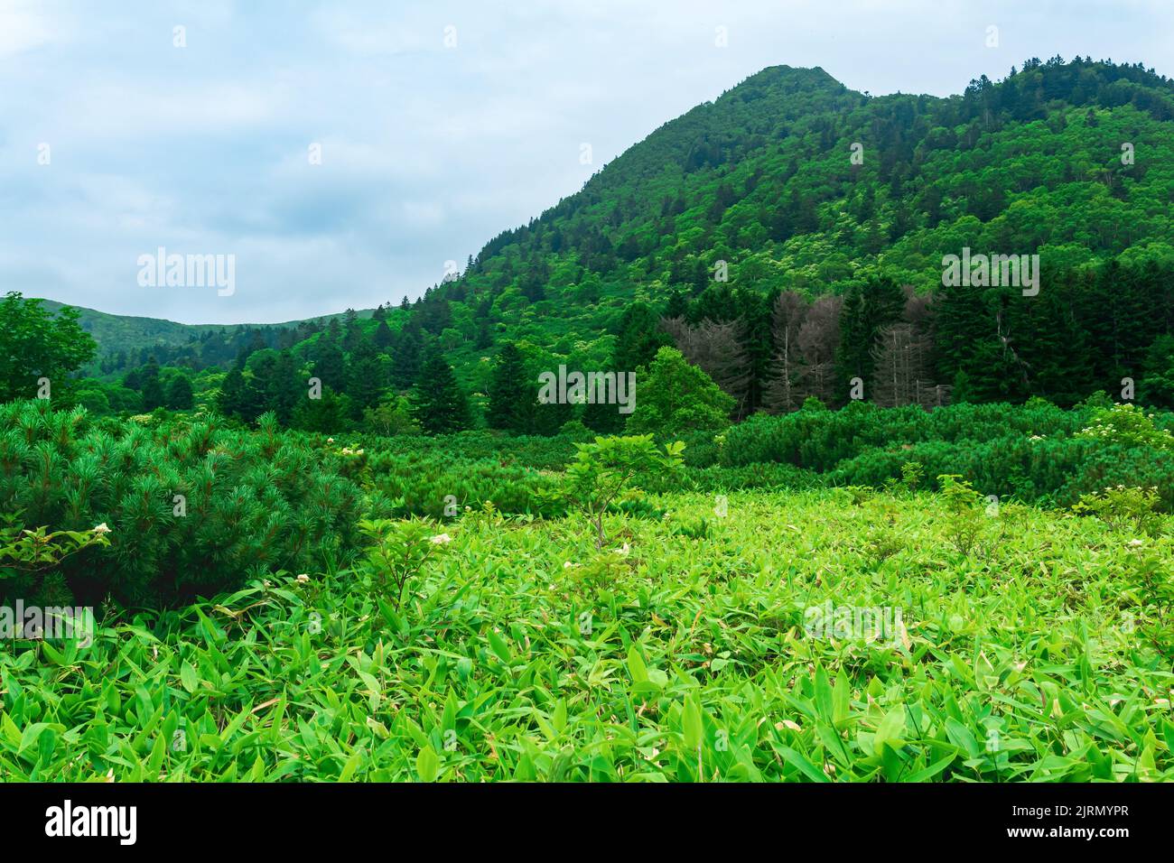 forest landscape of Kunashir island, mountain forest with curved trees ...