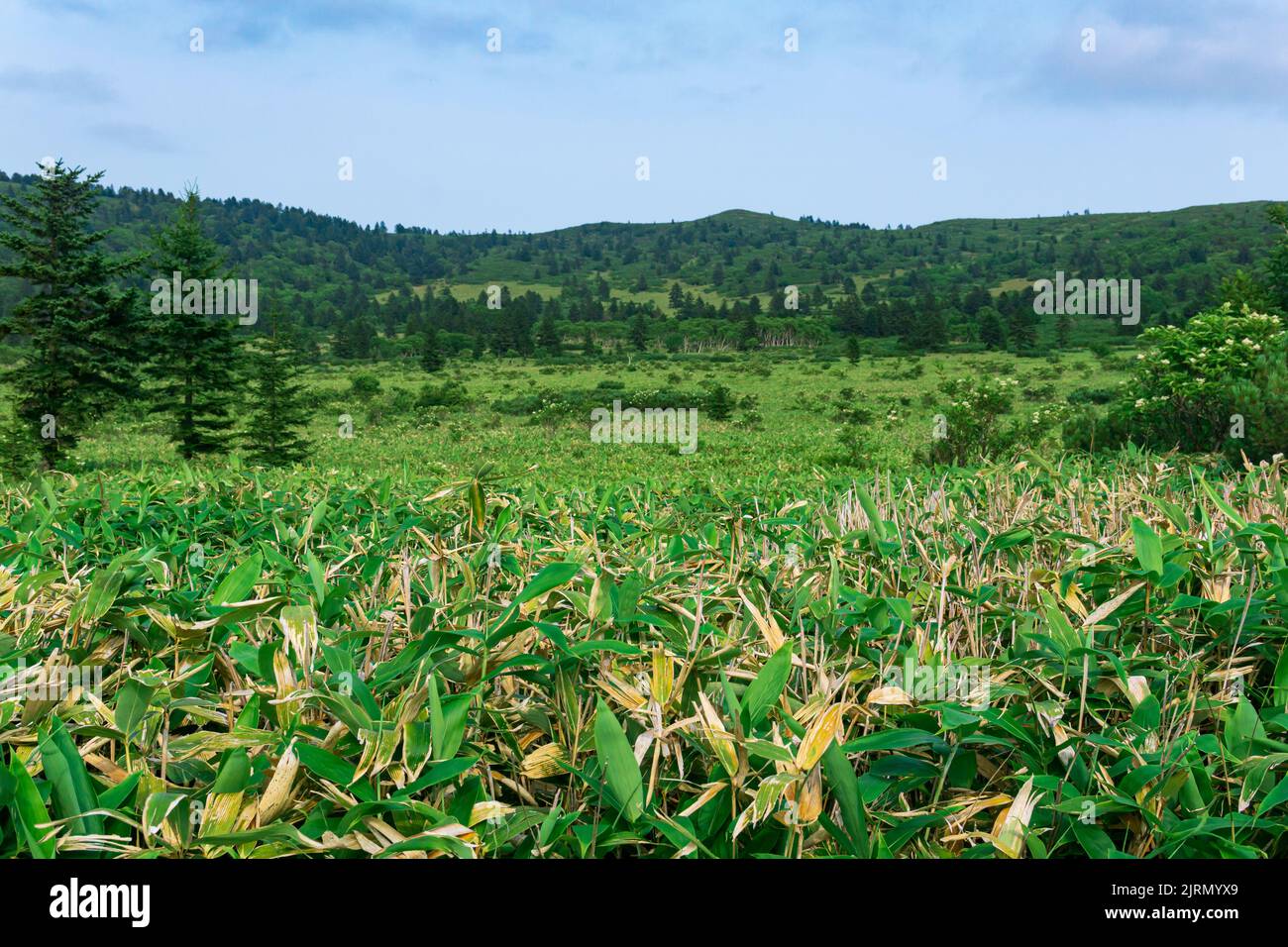natural landscape of Kunashir island, mountain forest with bamboo sasa ...