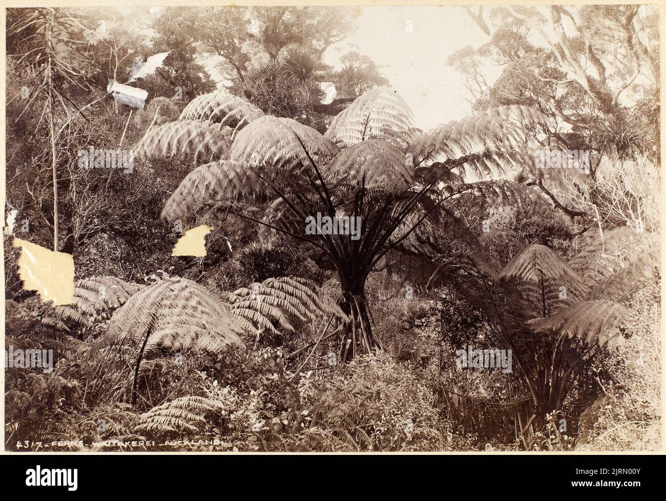 Ferns - Waitakerei - Auckland, 1880s, Dunedin, by Burton Brothers Stock ...