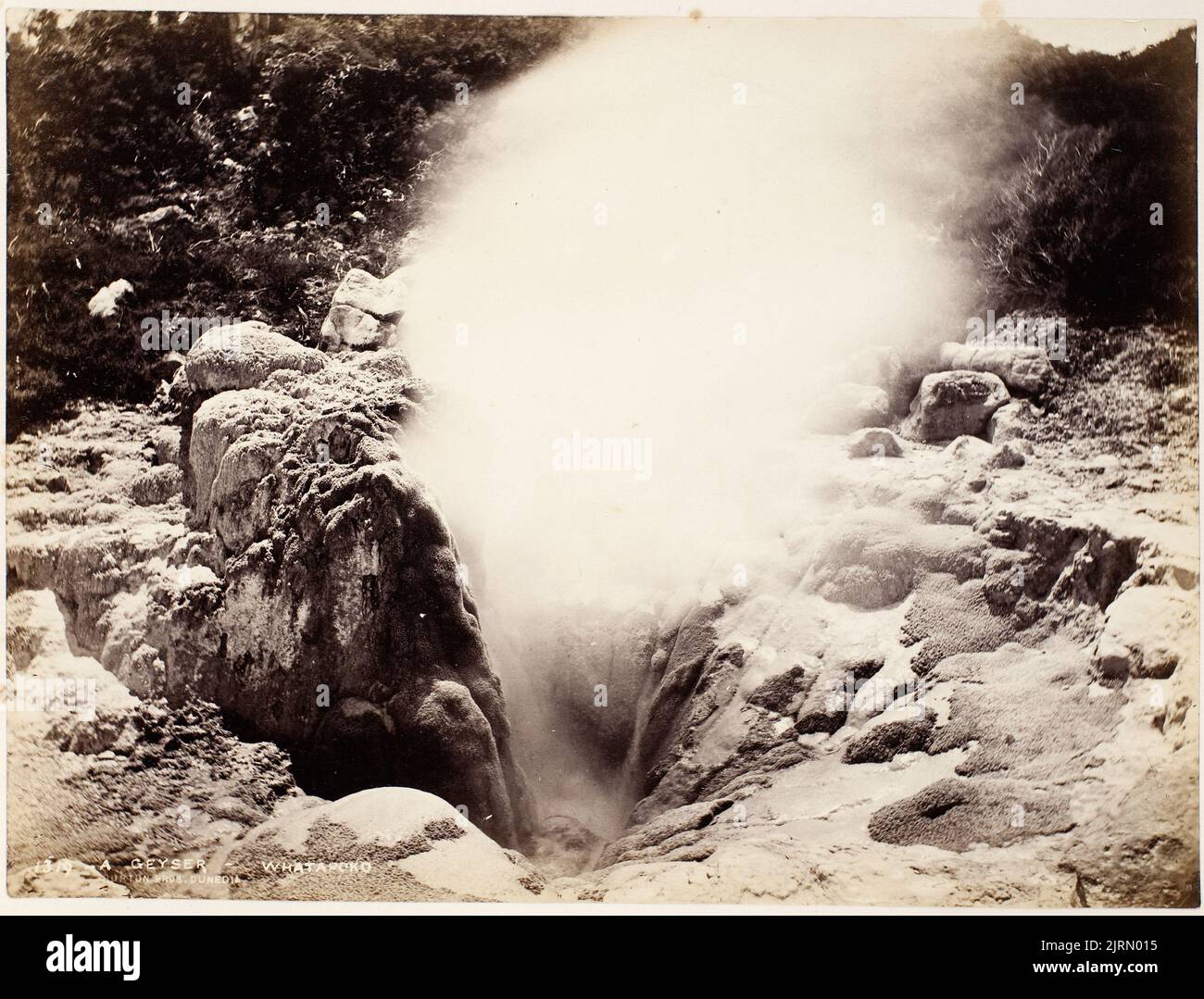 A Geyser - Whatapoko, Dunedin, by Burton Brothers Stock Photo - Alamy