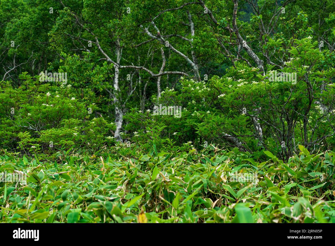 wooded landscape of Kunashir island, monsoon coastal forest with curved ...