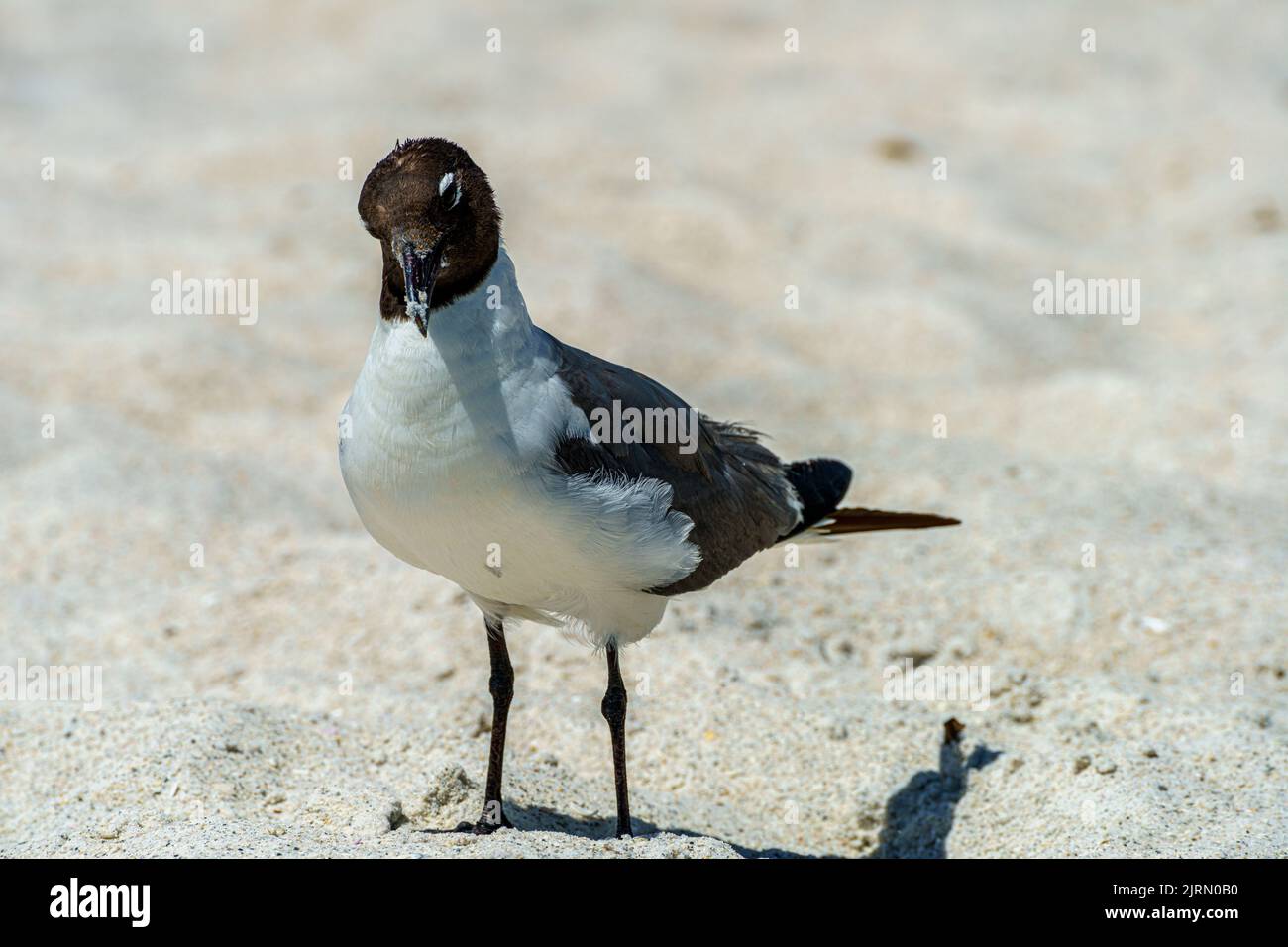 A seagull on Holmes Beach at Anna Maria Island Florida appearing to be ...