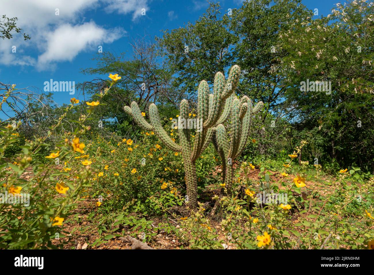 Brazilian caatinga biome in the rainy season. Cactus and flowers in ...