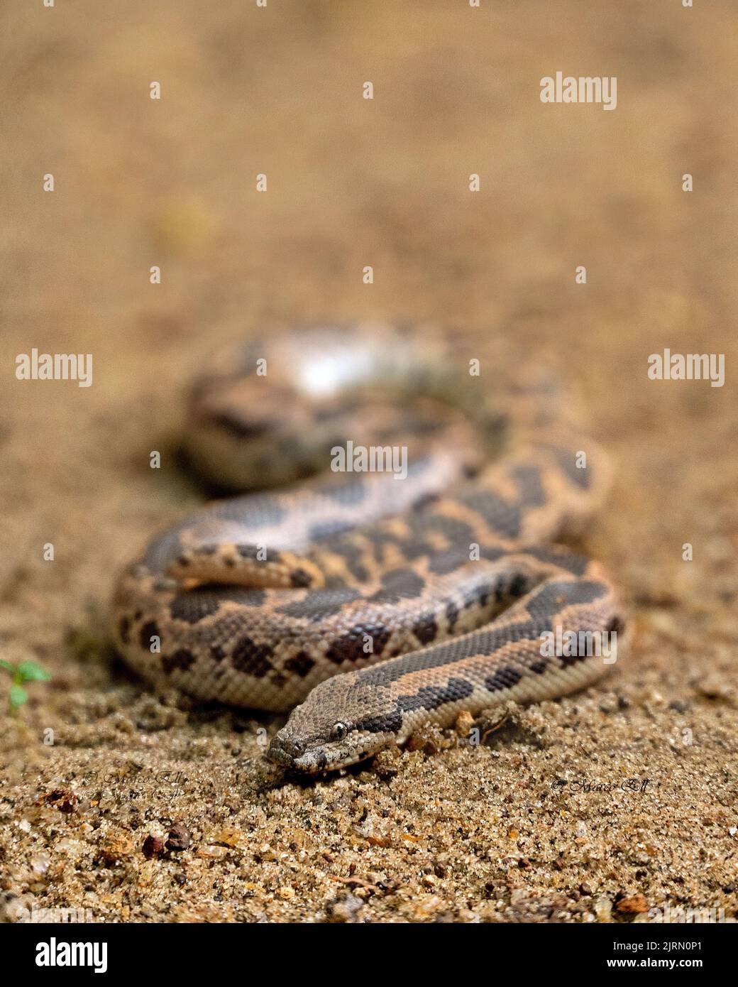 An anaconda on the ground Stock Photo - Alamy
