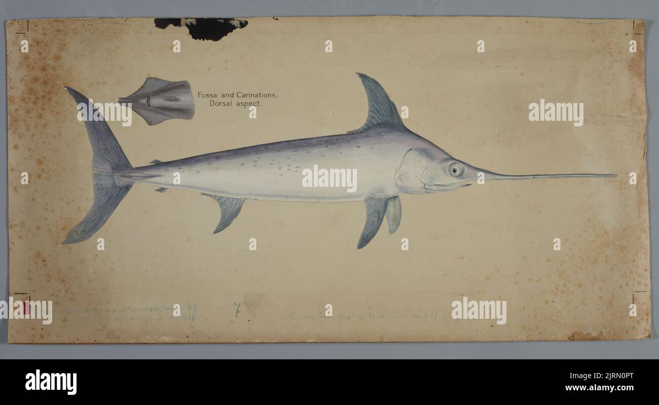 Sword fish Xiphias gladius, by Frank Edward Clarke Stock Photo - Alamy