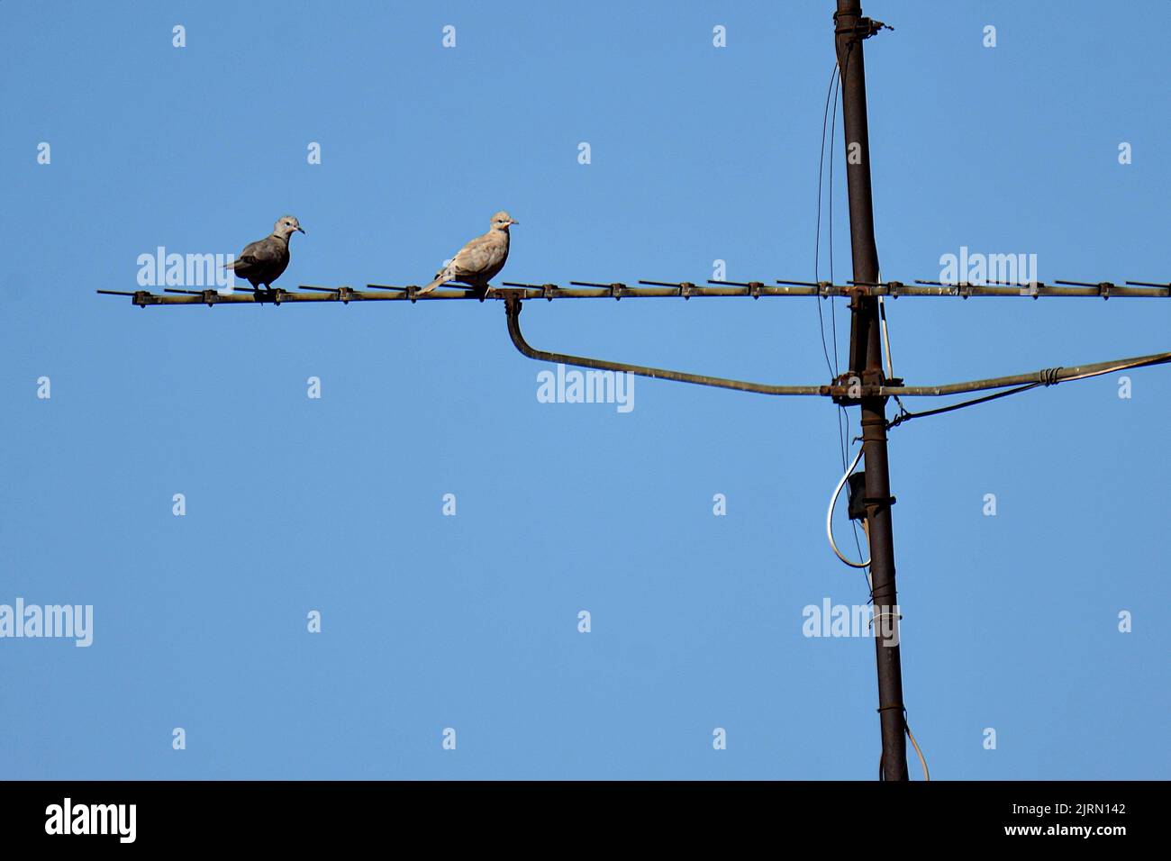 Marseille, France. 22nd Aug, 2022. Doves are seen perched on an antenna ...