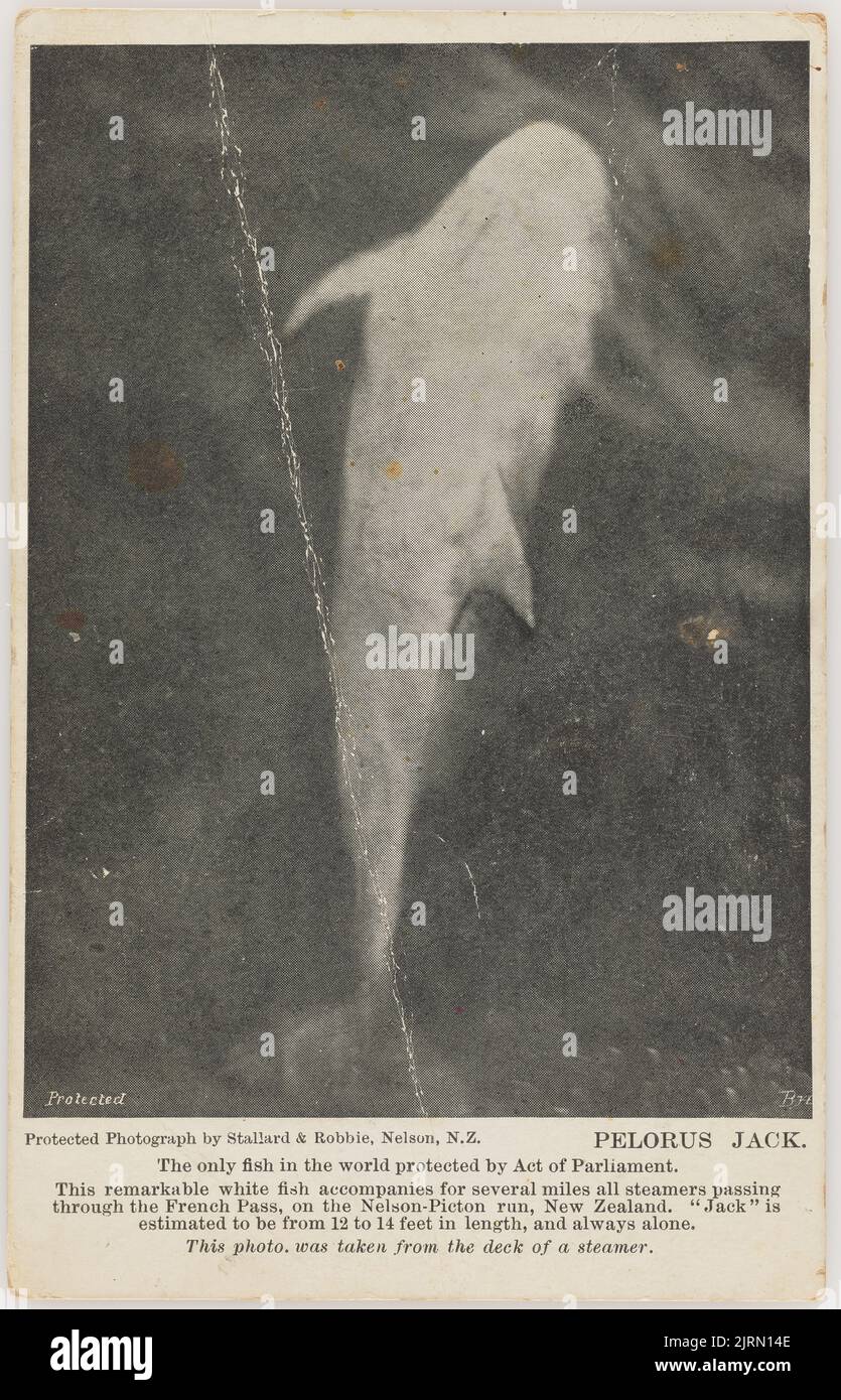 Pelorus jack hi-res stock photography and images - Alamy