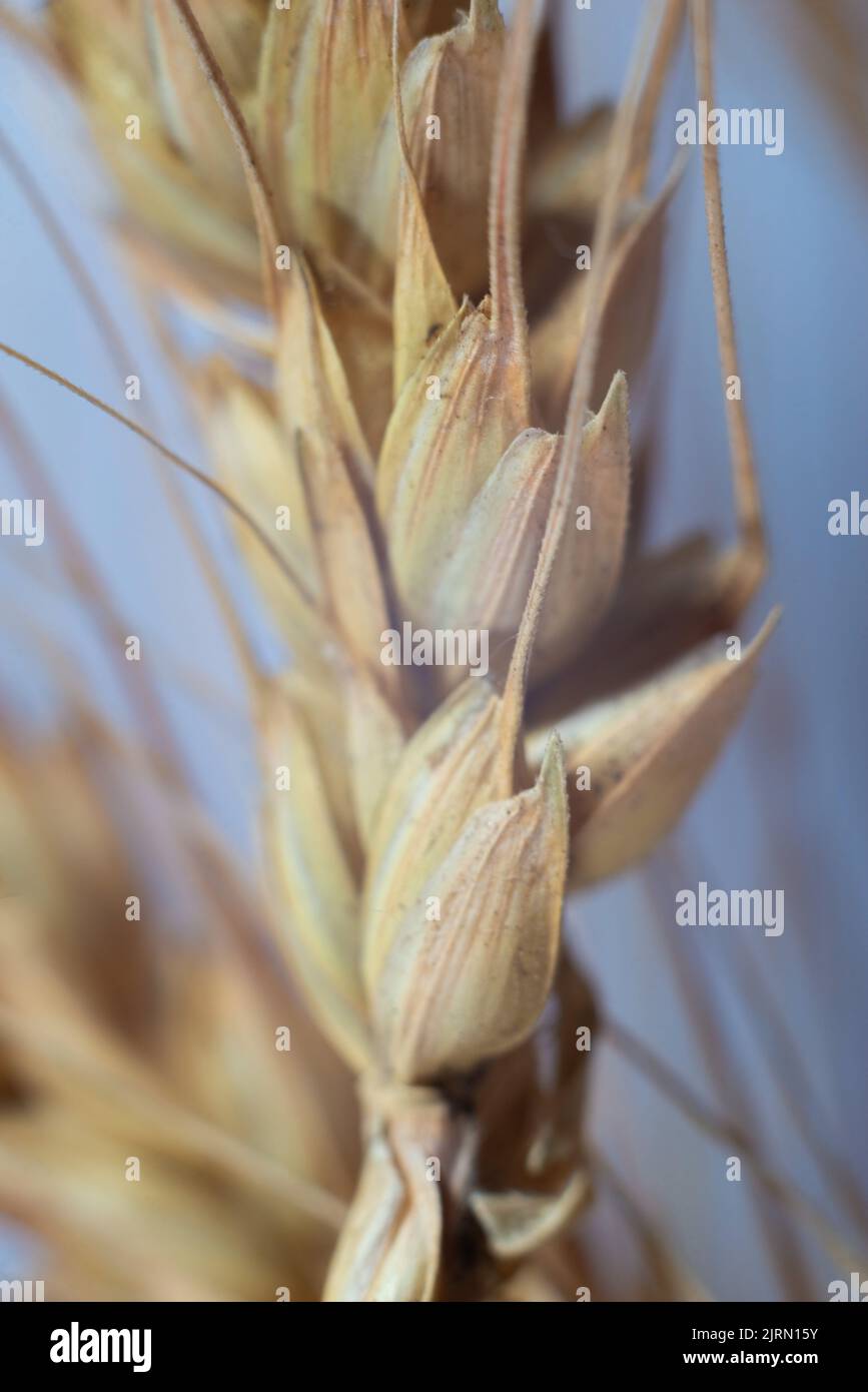 macro photo of an ear of wheat Stock Photo - Alamy